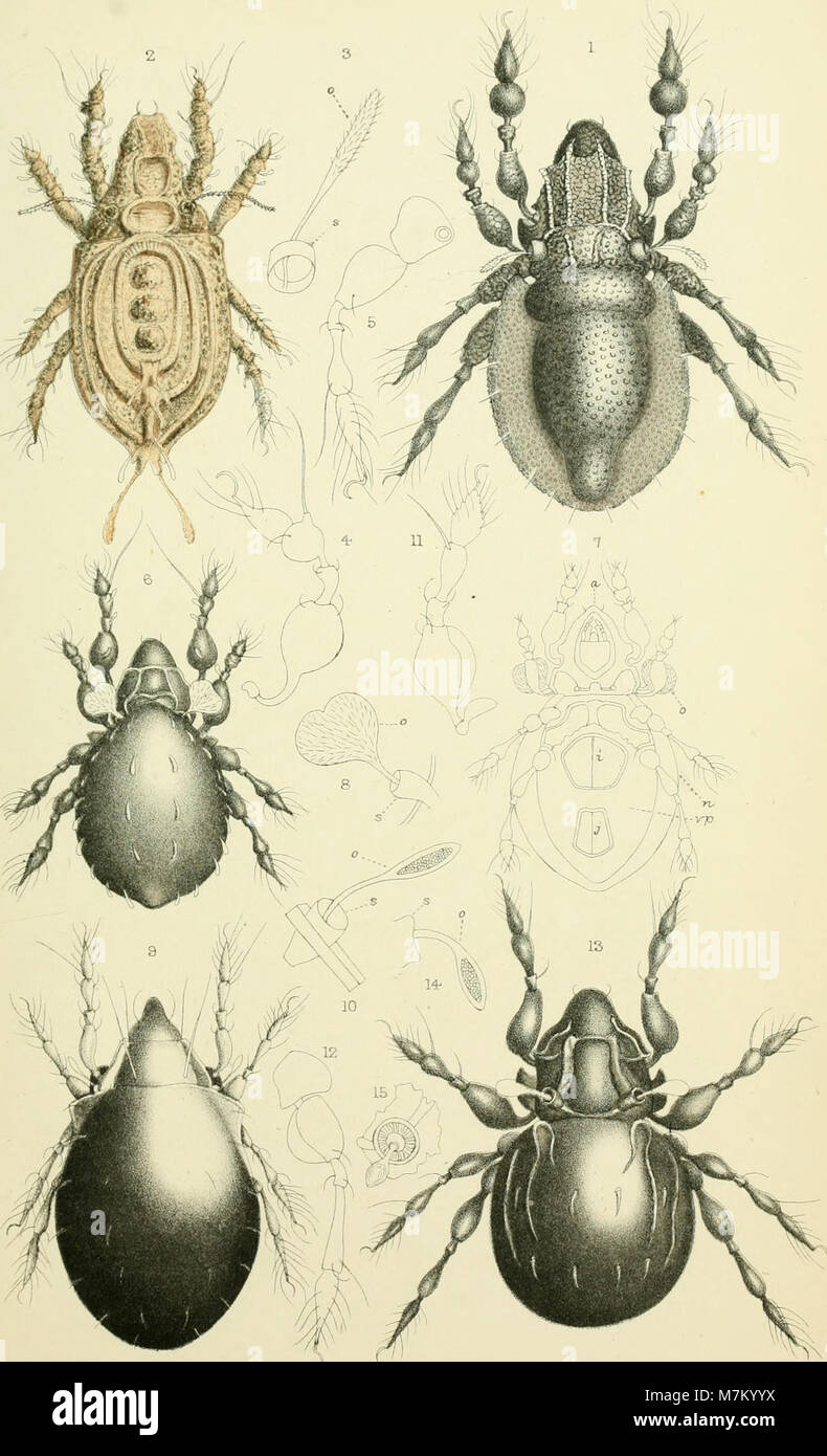An 1884 scientific study on British Oribatidae, a family of mites ...