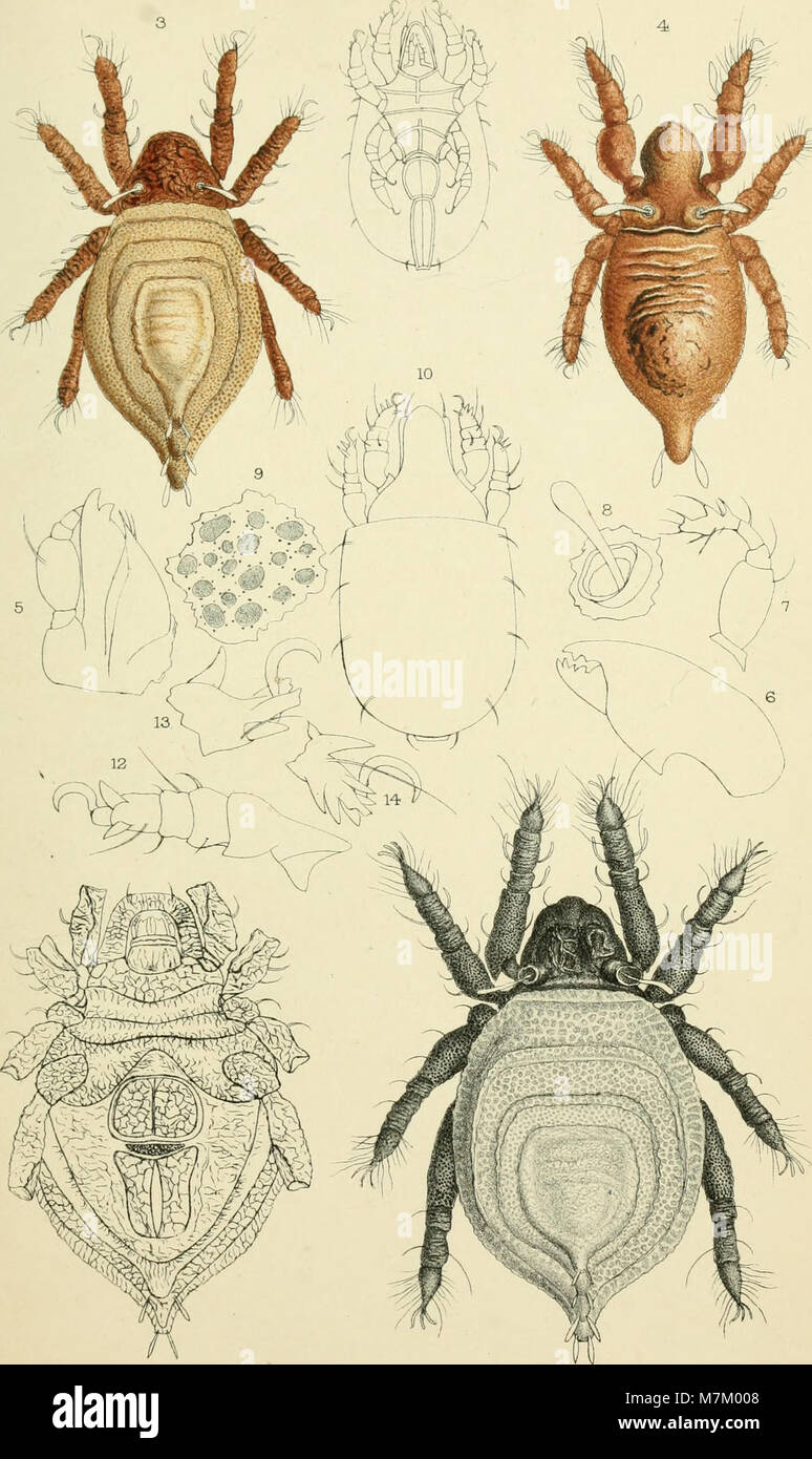 The 1884 publication 'British Oribatidæ' details the taxonomy ...
