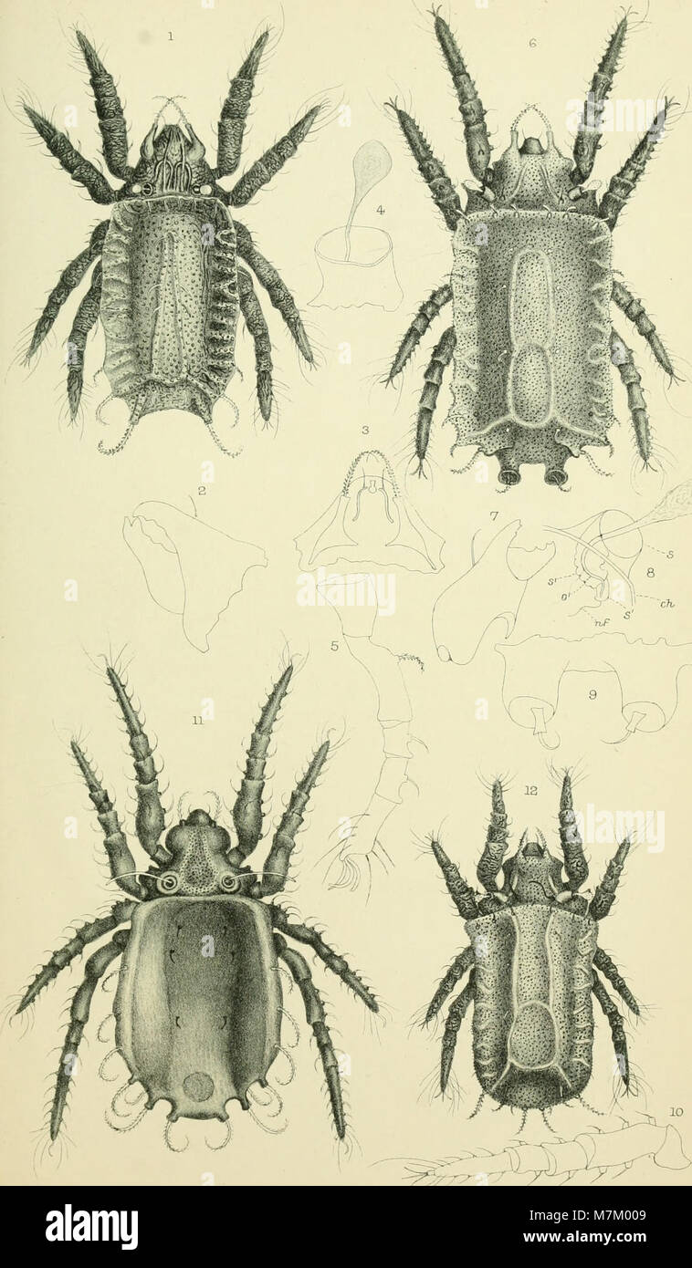 Oribatidae classification hi-res stock photography and images - Alamy