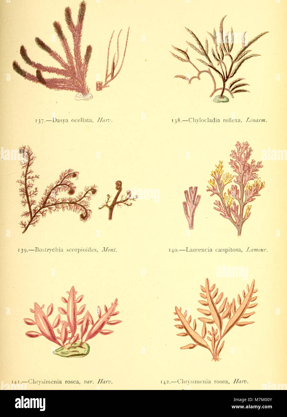 A scientific illustration of *British seaweeds* from Professor *Harvey ...