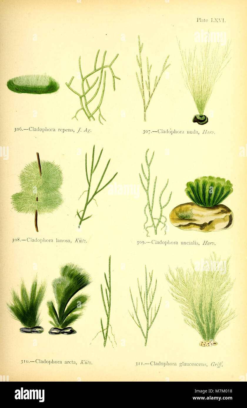 Professor harveys hi-res stock photography and images - Alamy