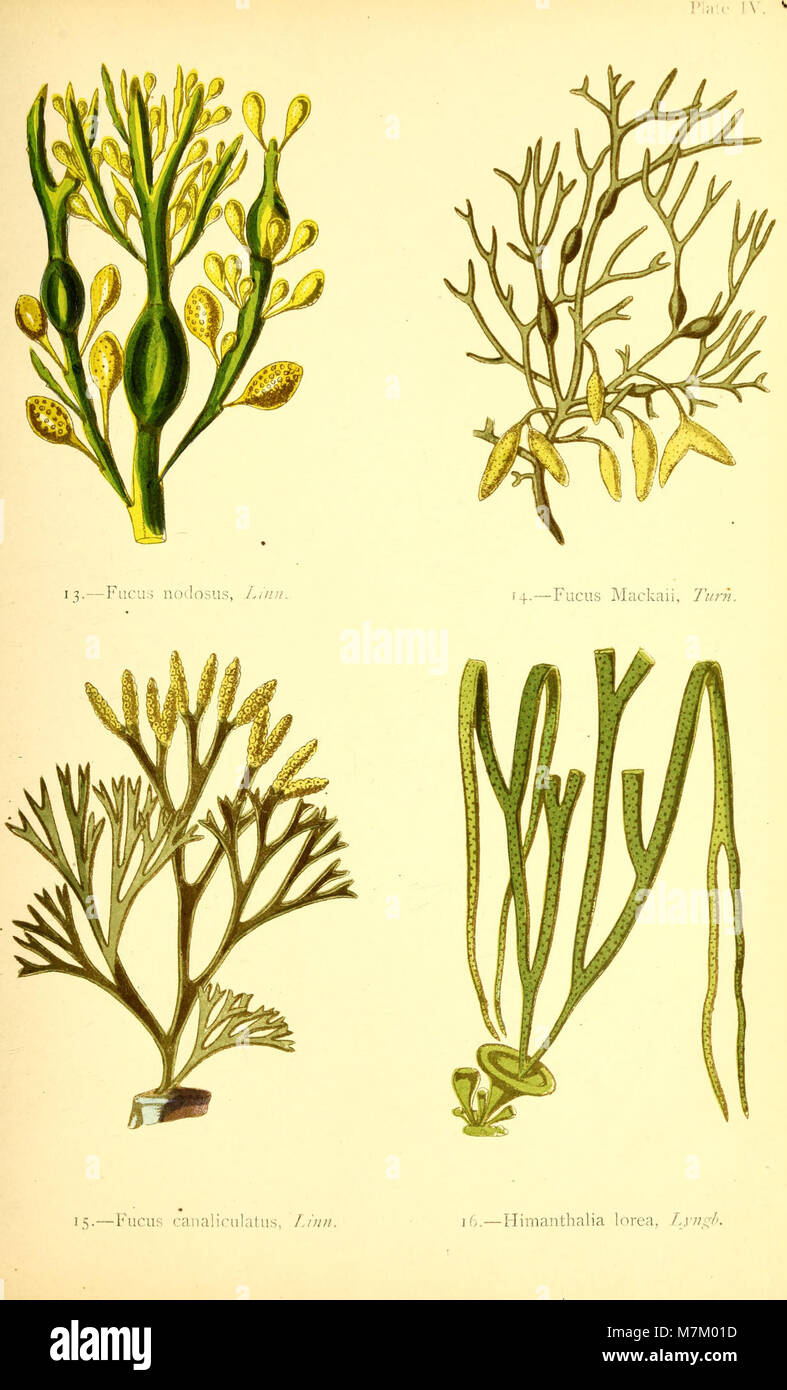 An illustration of British seaweeds, drawn from Professor Harvey’s ...