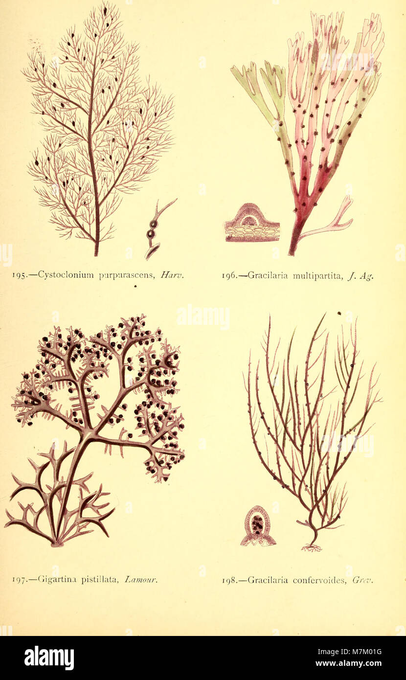 Detailed study of various seaweed species hi-res stock photography and ...