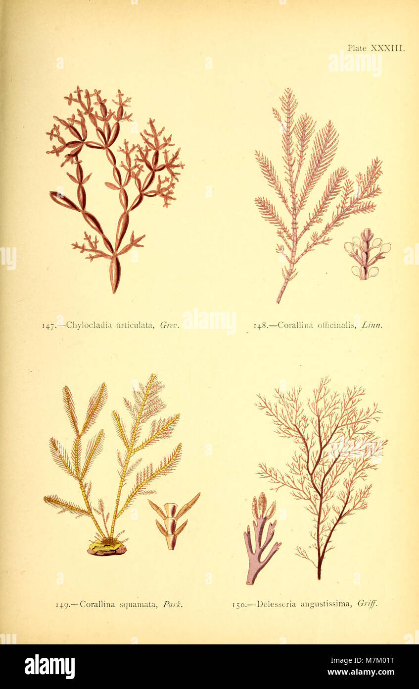 Detailed study of various seaweed species hi-res stock photography and ...