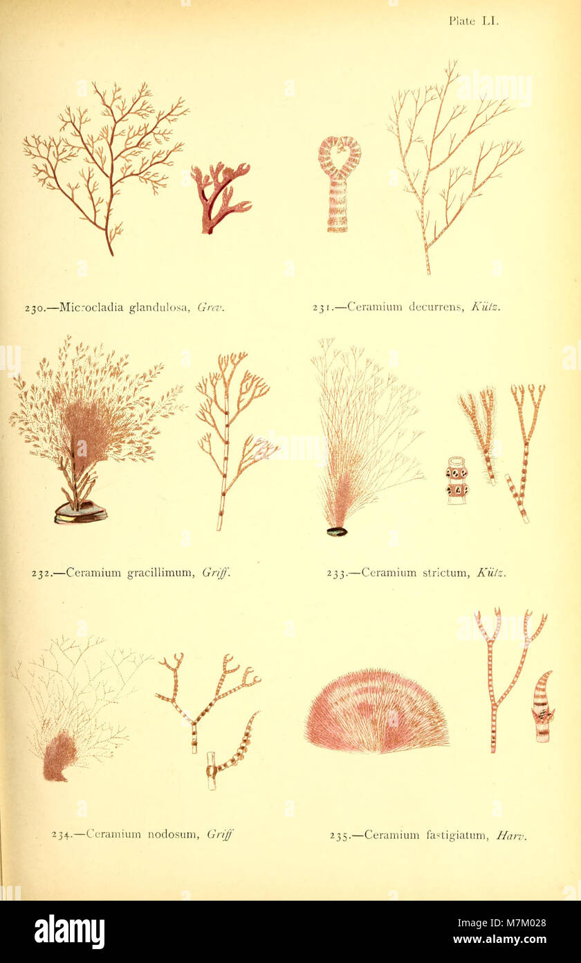 Detailed study of various seaweed species hi-res stock photography and ...