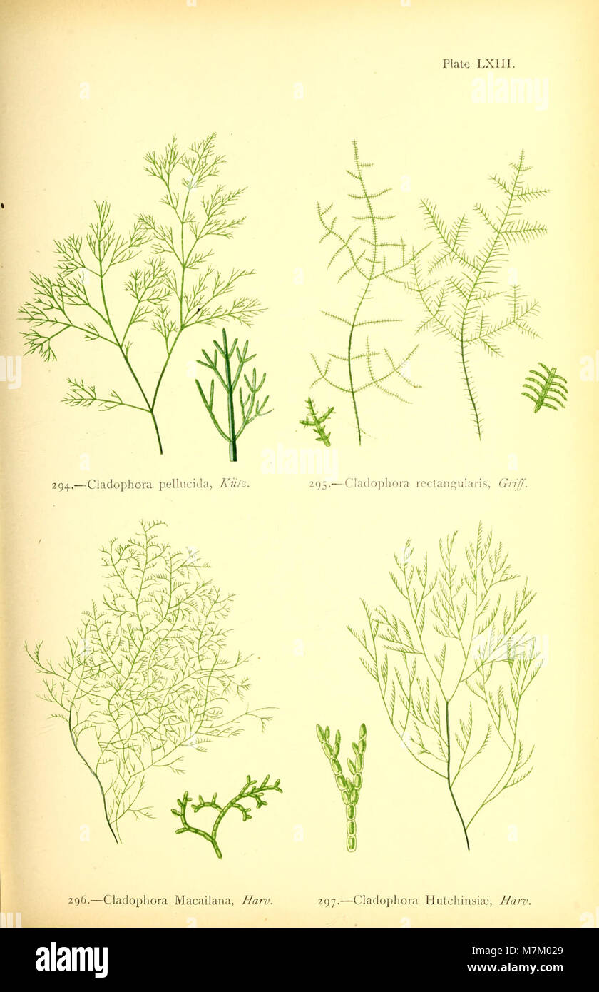 Detailed study of various seaweed species hi-res stock photography and ...
