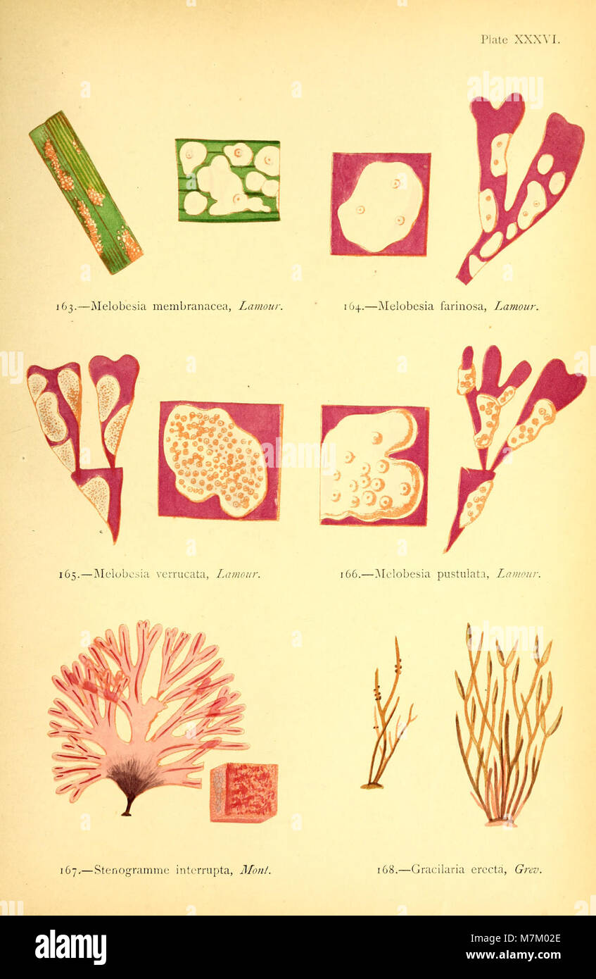 An 1872 illustrated scientific compilation of British seaweeds derived ...