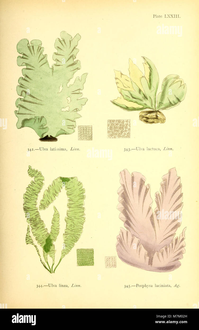 A scientific work by Professor Harvey, derived from his 'Phycologia ...
