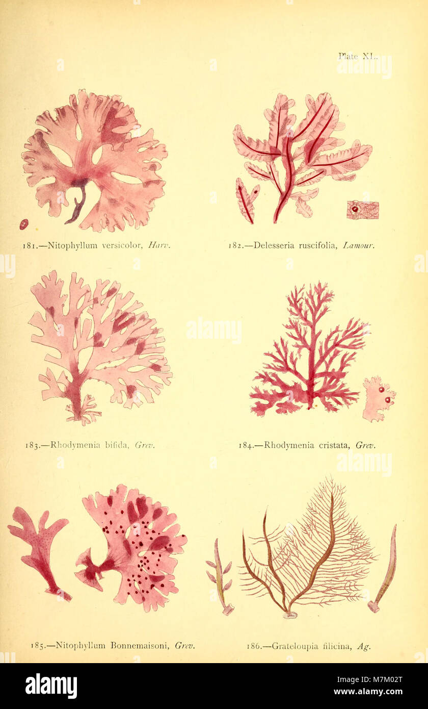 An illustrated work on British seaweeds based on Professor Harvey’s ...