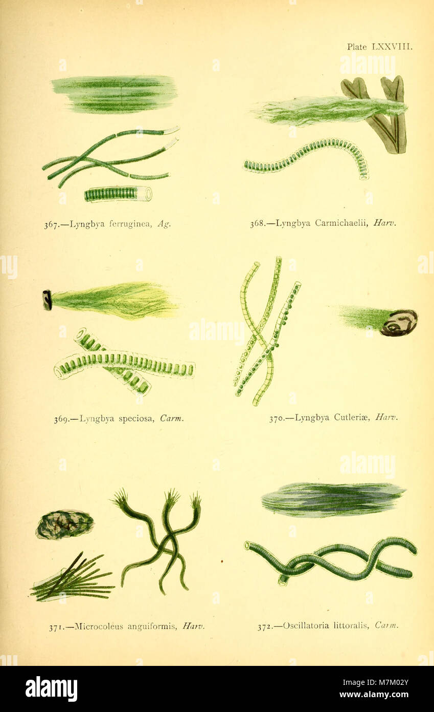 This image illustrates British seaweeds as depicted in Professor Harvey ...