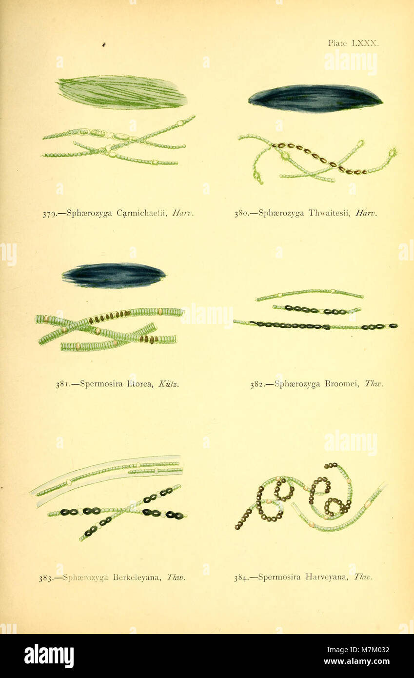 Seaweeds british marine plants hi-res stock photography and images - Alamy