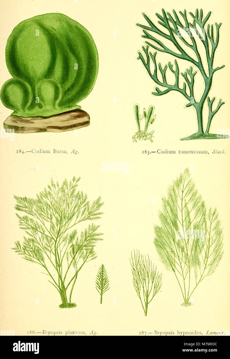 This image is a reproduction from 'Phycologia Britannica' by Professor ...