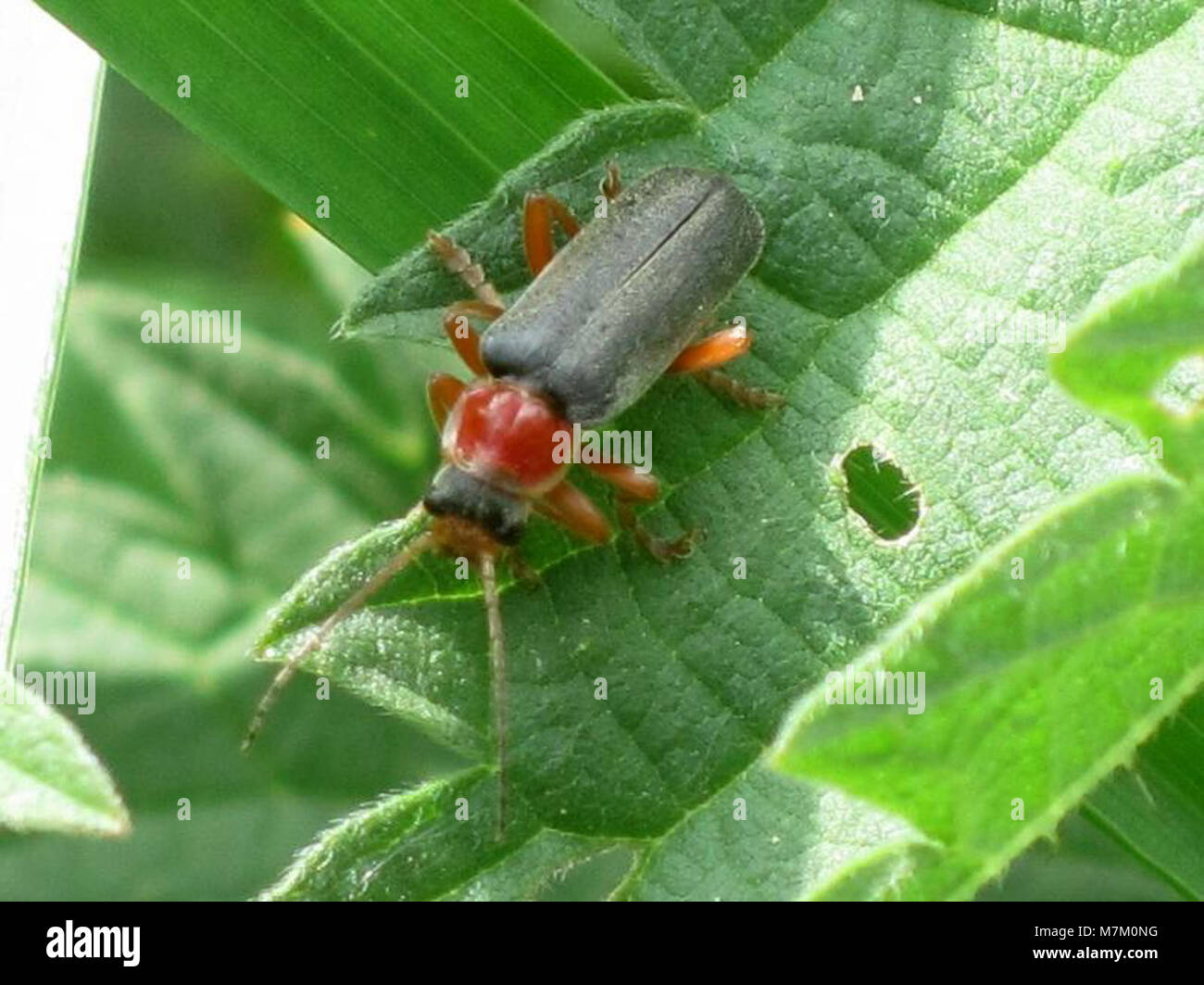 Cantharis pellucida (Soldier beetle sp.), Arnhem, the Netherlands Stock ...