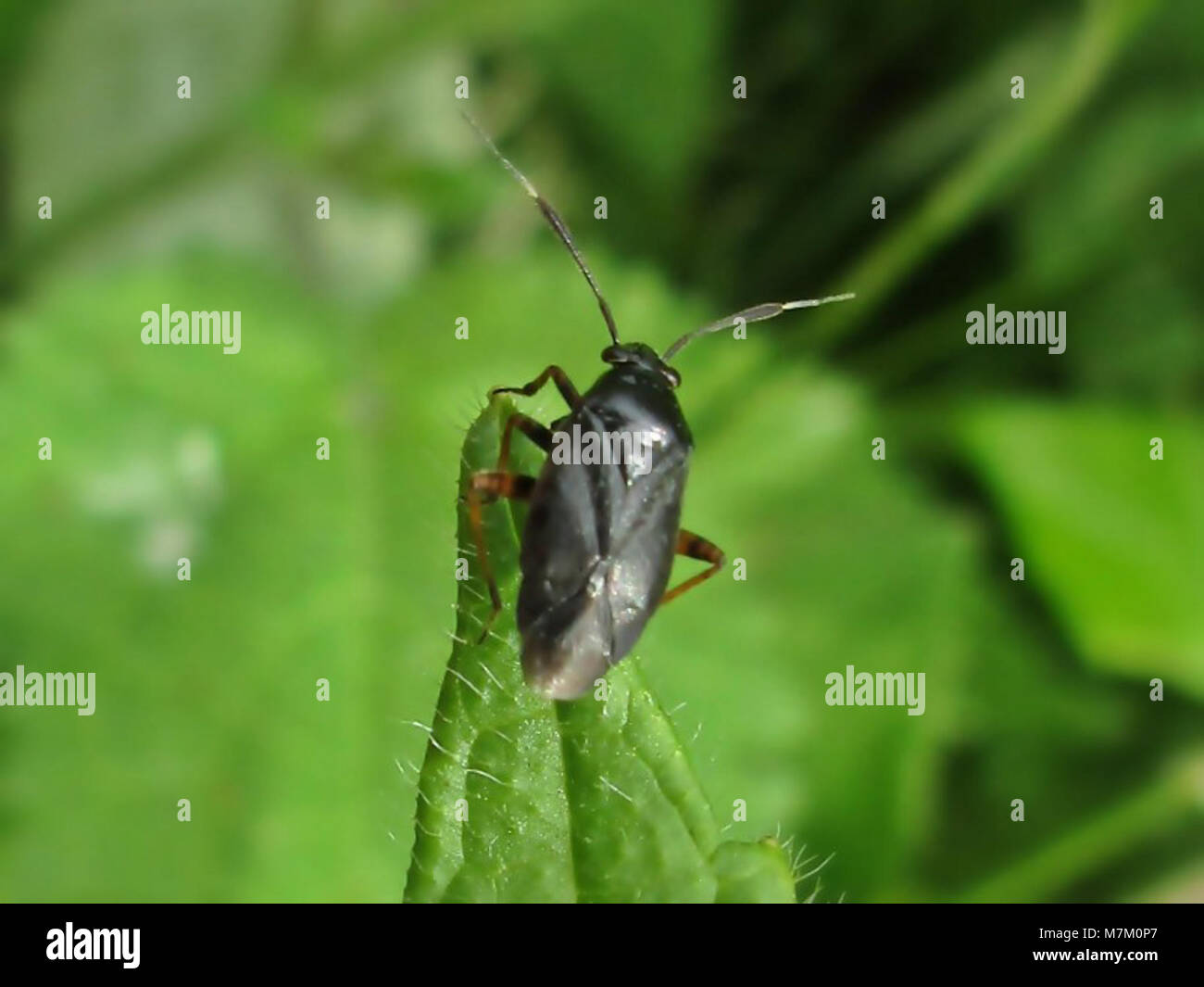 Capsus ater (Miridae sp.), Elst (Gld), the Netherlands - 2 Stock Photo ...