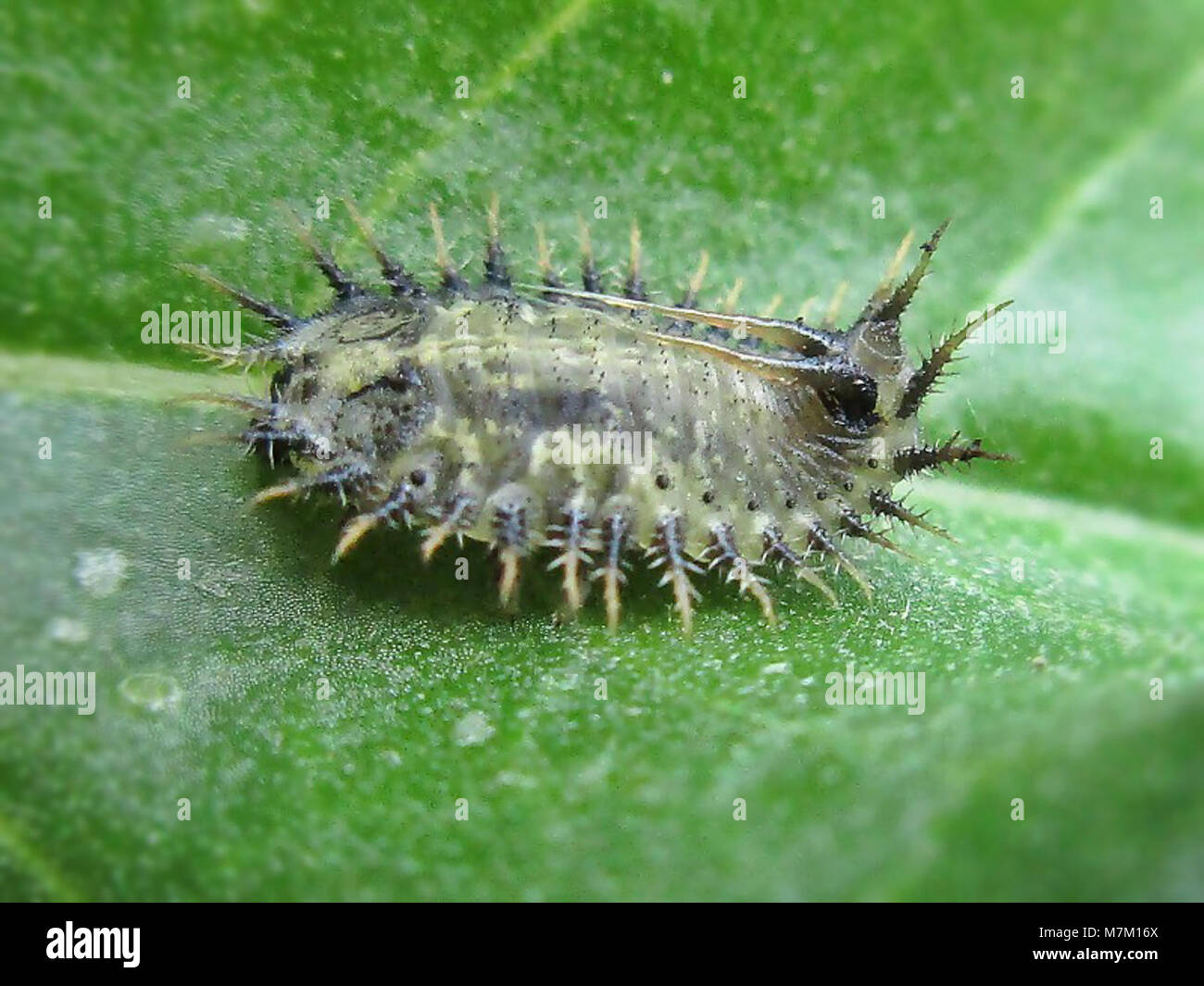 This image features the larva of the Cassida species, a type of beetle ...