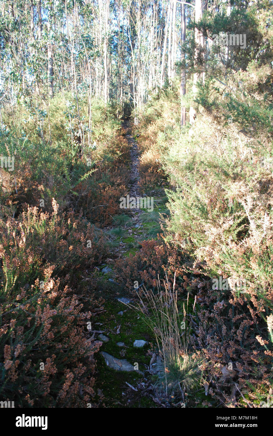 A description of the Castro de Pereiruga, an ancient Celtic ...