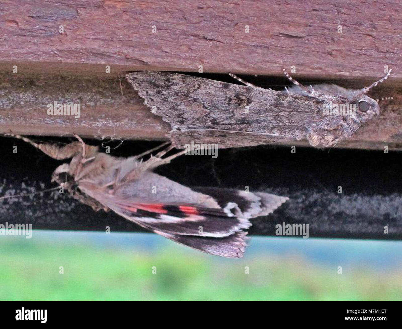 Red underwing moth hi-res stock photography and images - Alamy