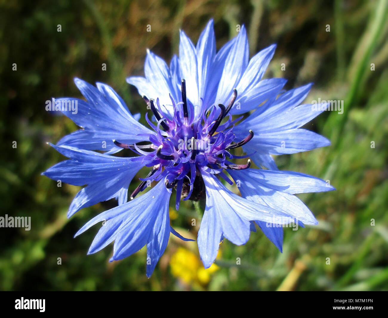 Centaurea cyanus (Asteraceae sp.), Elst (Gld), the Netherlands Stock ...