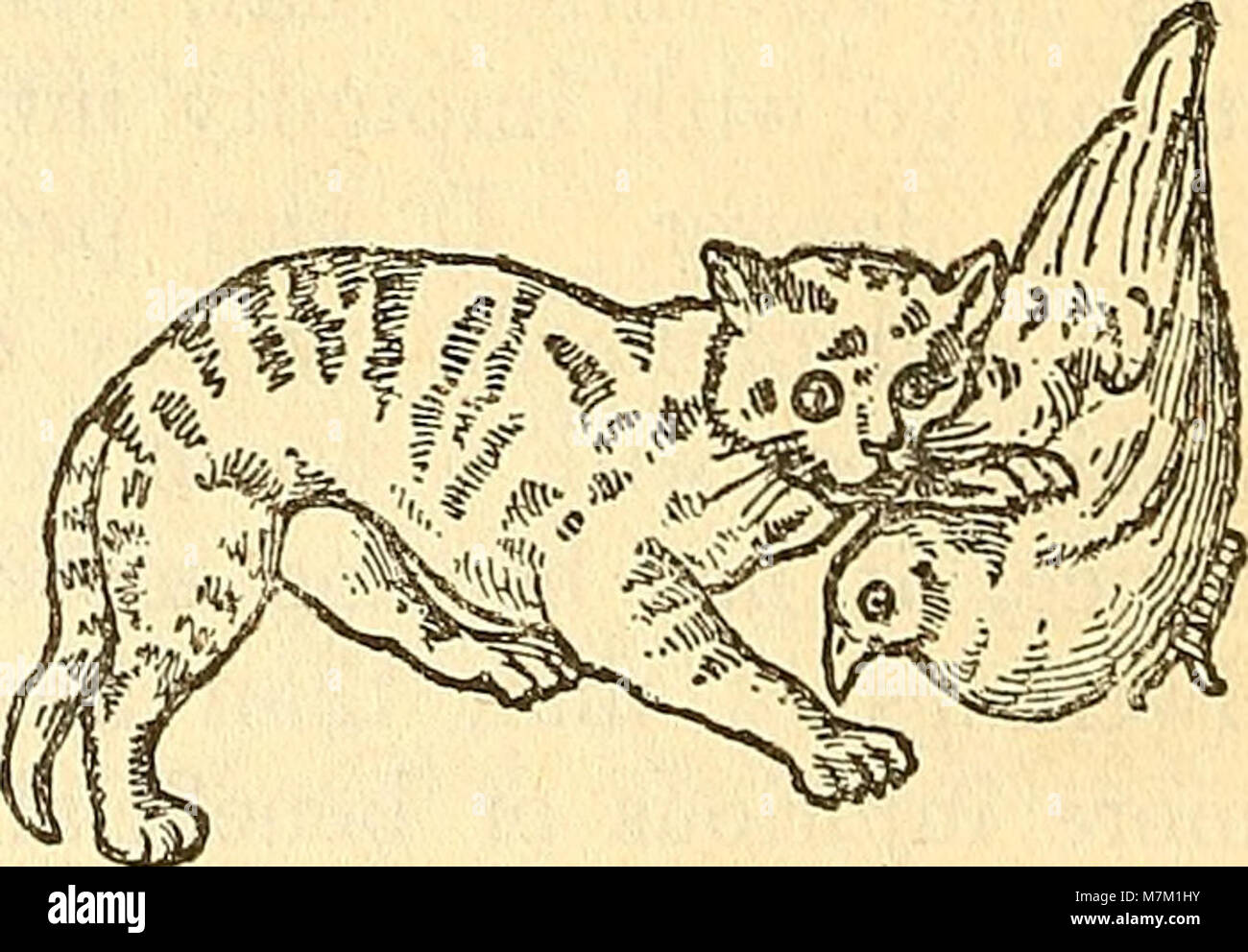 This 1916 publication discusses the domestic cat’s impact on wildlife ...