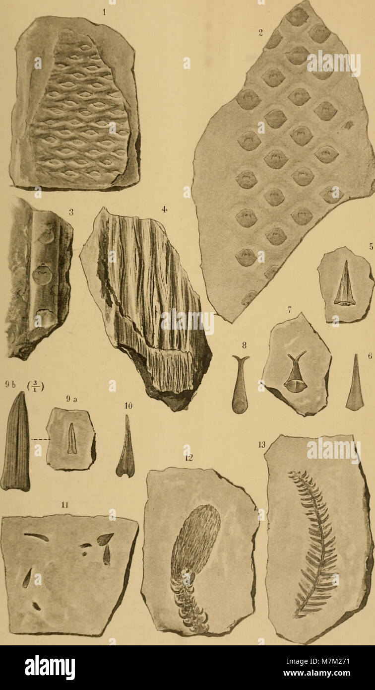 A geological study from 1893, detailing the special geological map of ...