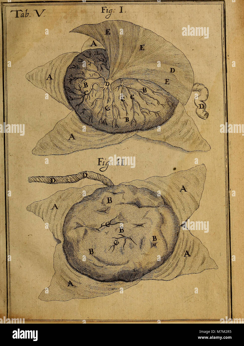 Brvxellensis hi-res stock photography and images - Alamy