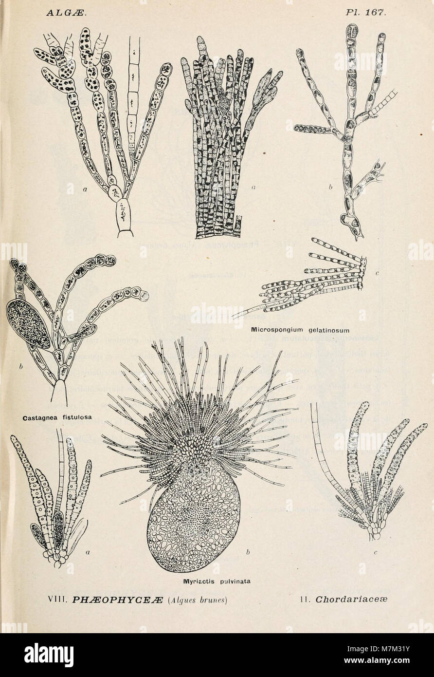This plate from the 'Album général des Cryptogames' displays ...