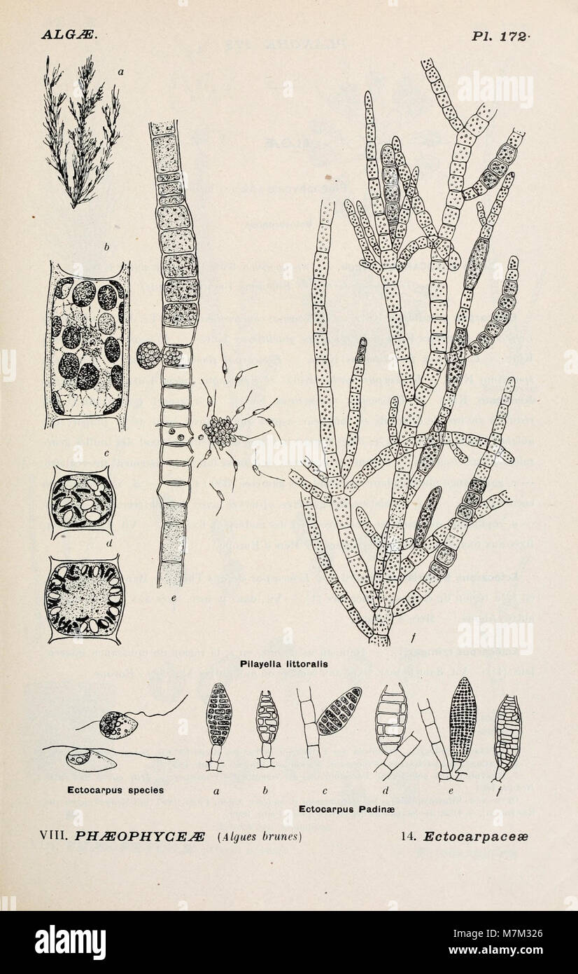 'Album général des Cryptogames' is a botanical book featuring various ...