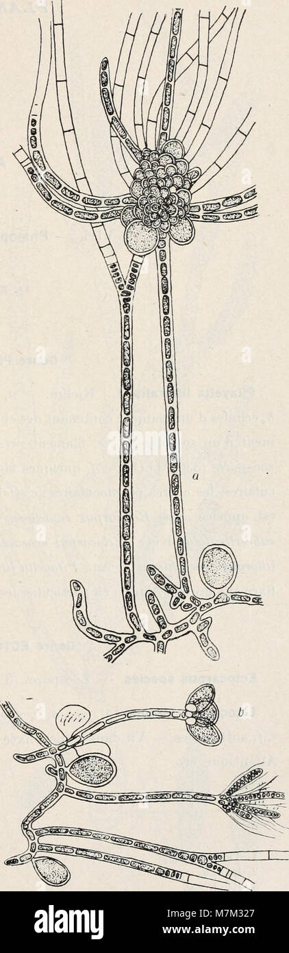 This illustration from the 'Album général des Cryptogames' features a ...