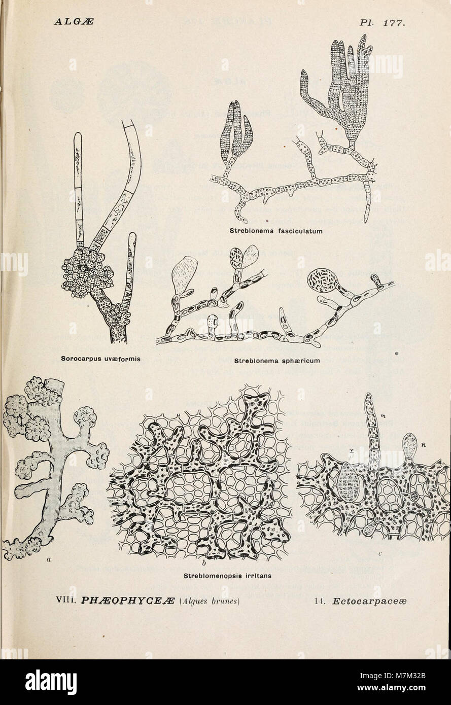A plate from the 'Album général des Cryptogames', illustrating various ...