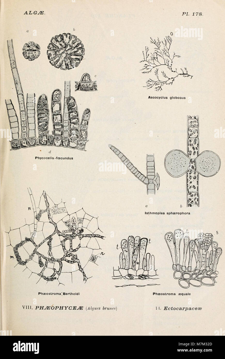 This plate from the 'Album général des Cryptogames' showcases ...