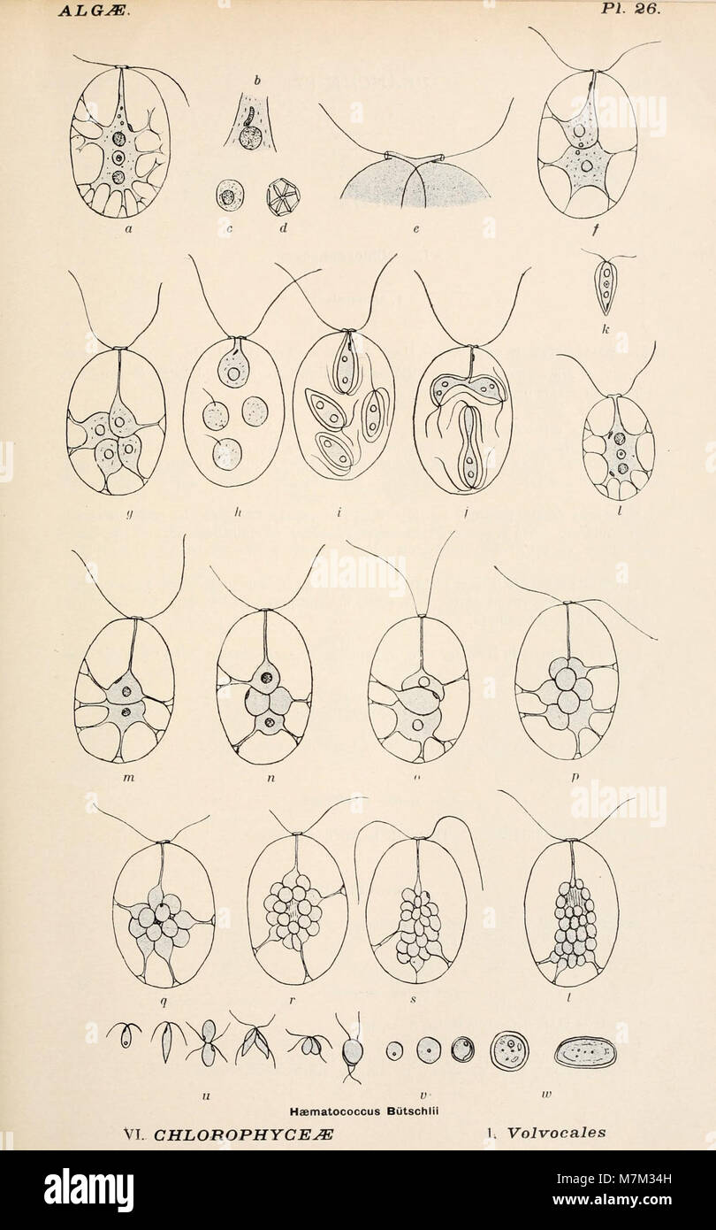 Plate 26 from the 'Album général des Cryptogames' depicts various ...