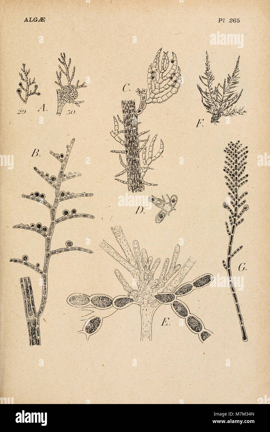 This image is from an album detailing cryptogams, which are non ...