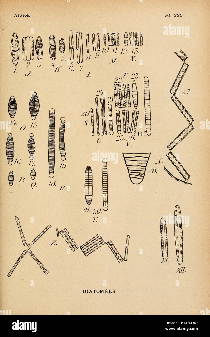 This plate from the 'Album général des Cryptogames' illustrates various ...