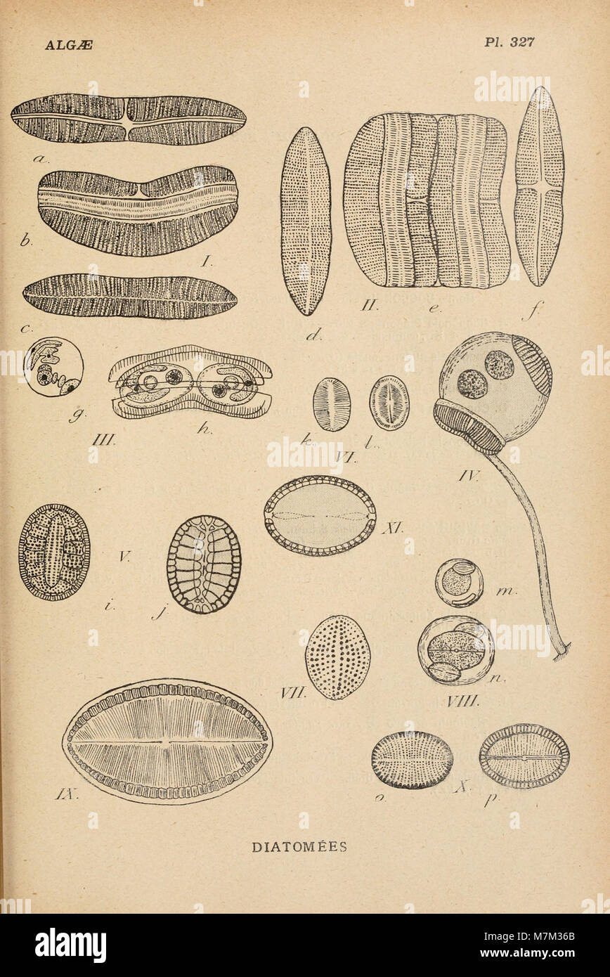 This plate from 'Album général des Cryptogames' illustrates various ...
