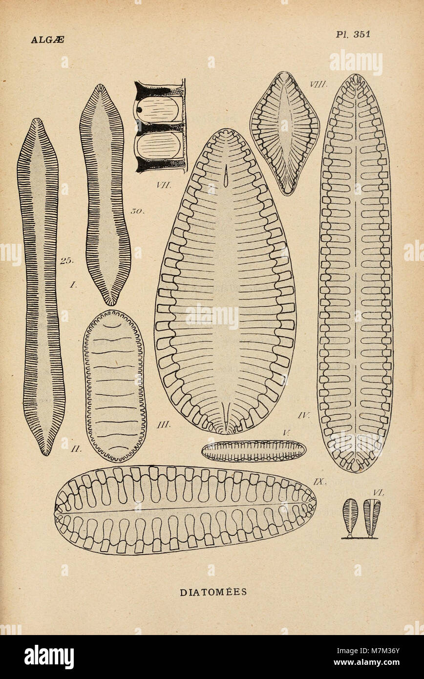 An illustration from 'Album général des Cryptogames', Plate 351 ...