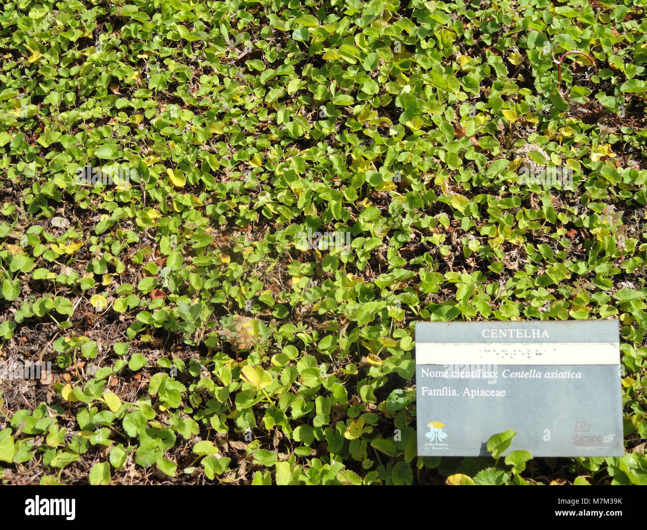 A photograph of Centella Asiatica, a plant species displayed at the ...