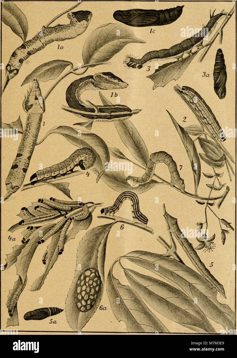 Theoretical ecology hi-res stock photography and images - Alamy