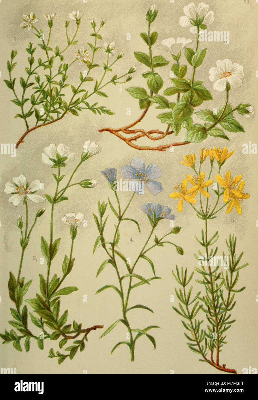 Alpen-Flora für Touristen und Pflanzenfreunde (1902) (17921474438 Stock ...