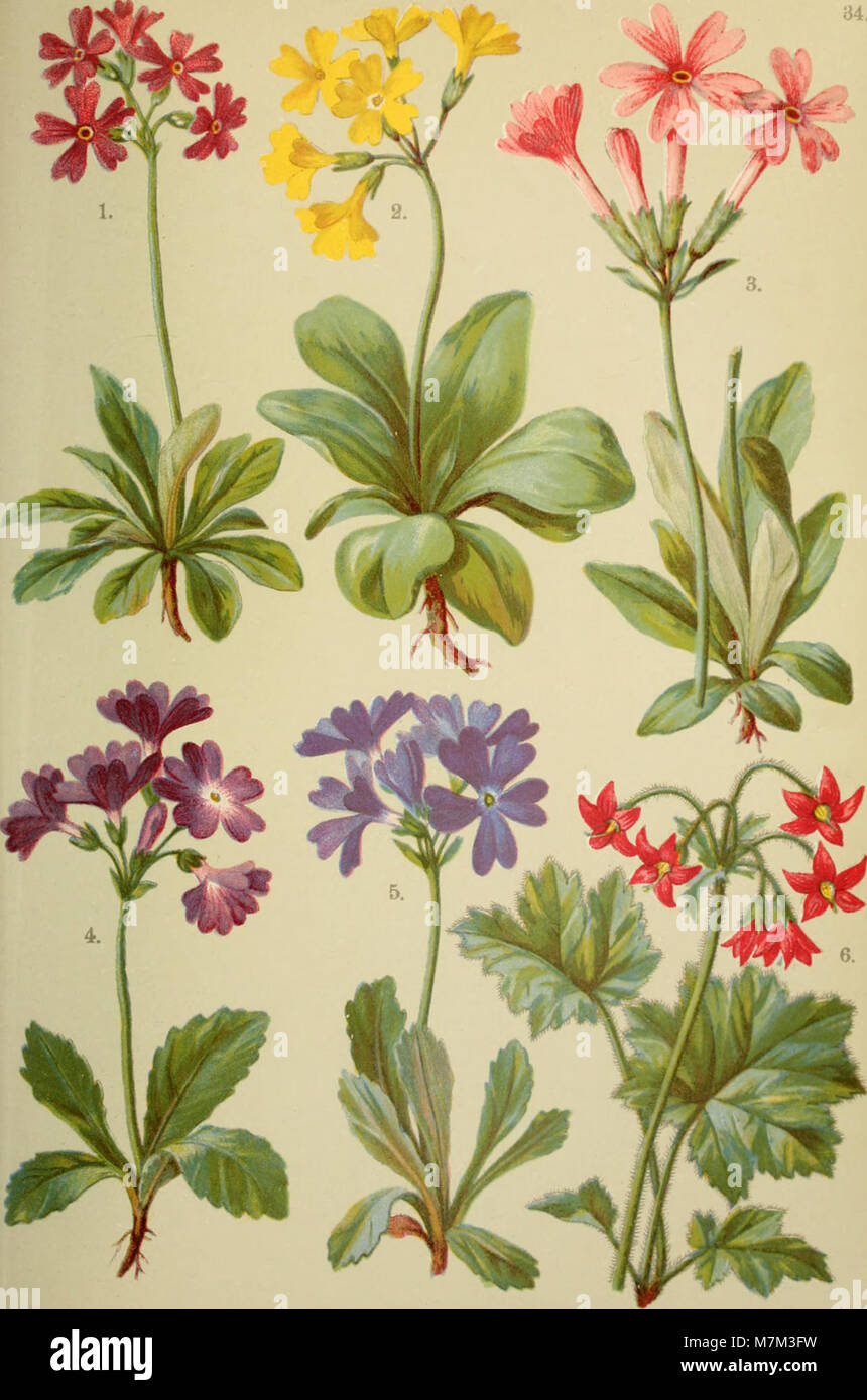 Alpen-Flora für Touristen und Pflanzenfreunde (1902) (18106008152 Stock ...