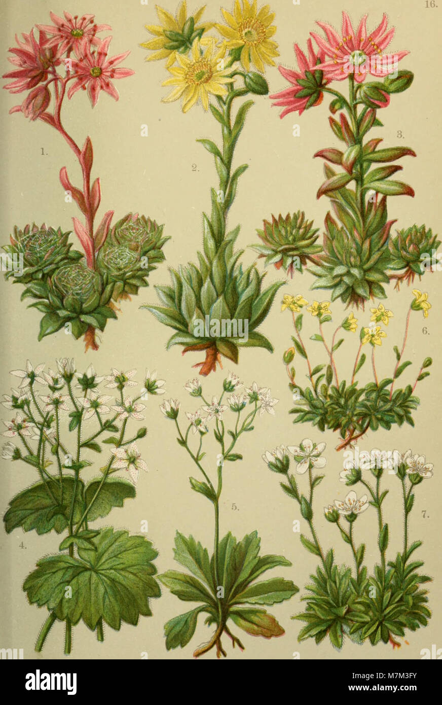 A 1902 botanical reference detailing Alpine plant species, designed for ...