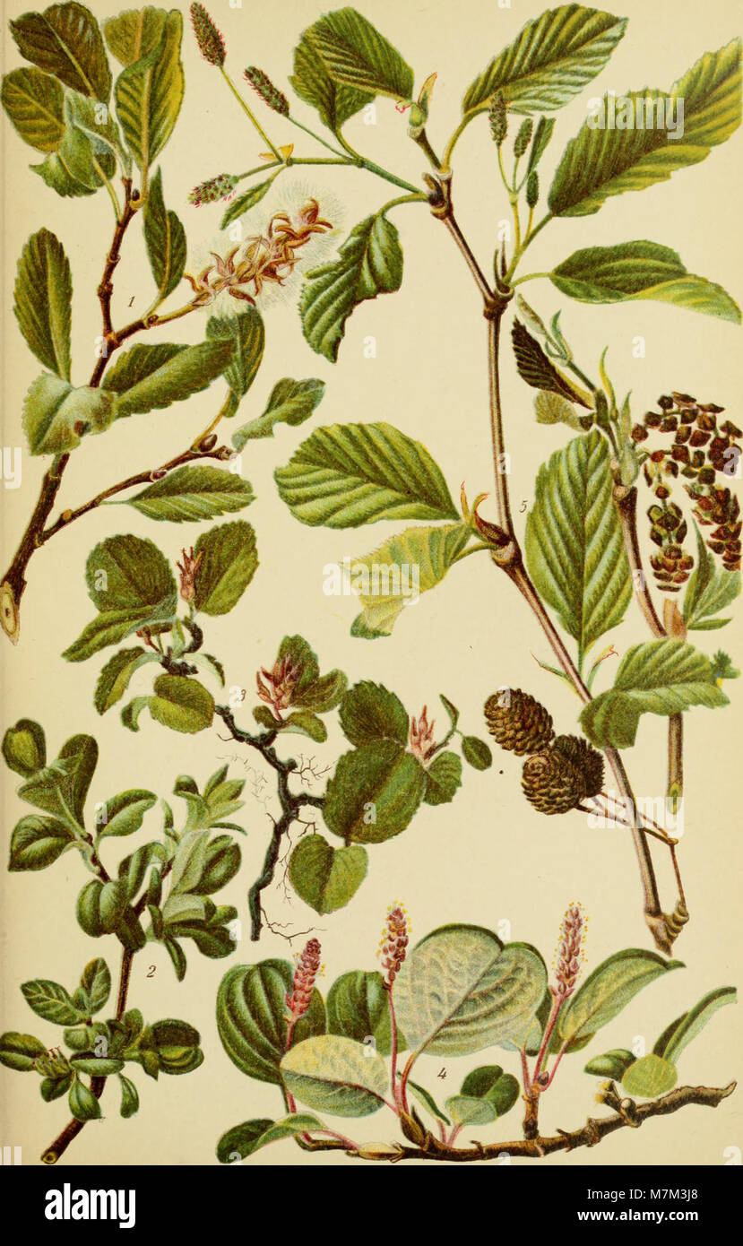 This 1922 edition of Alpenflora documents and illustrates the most ...