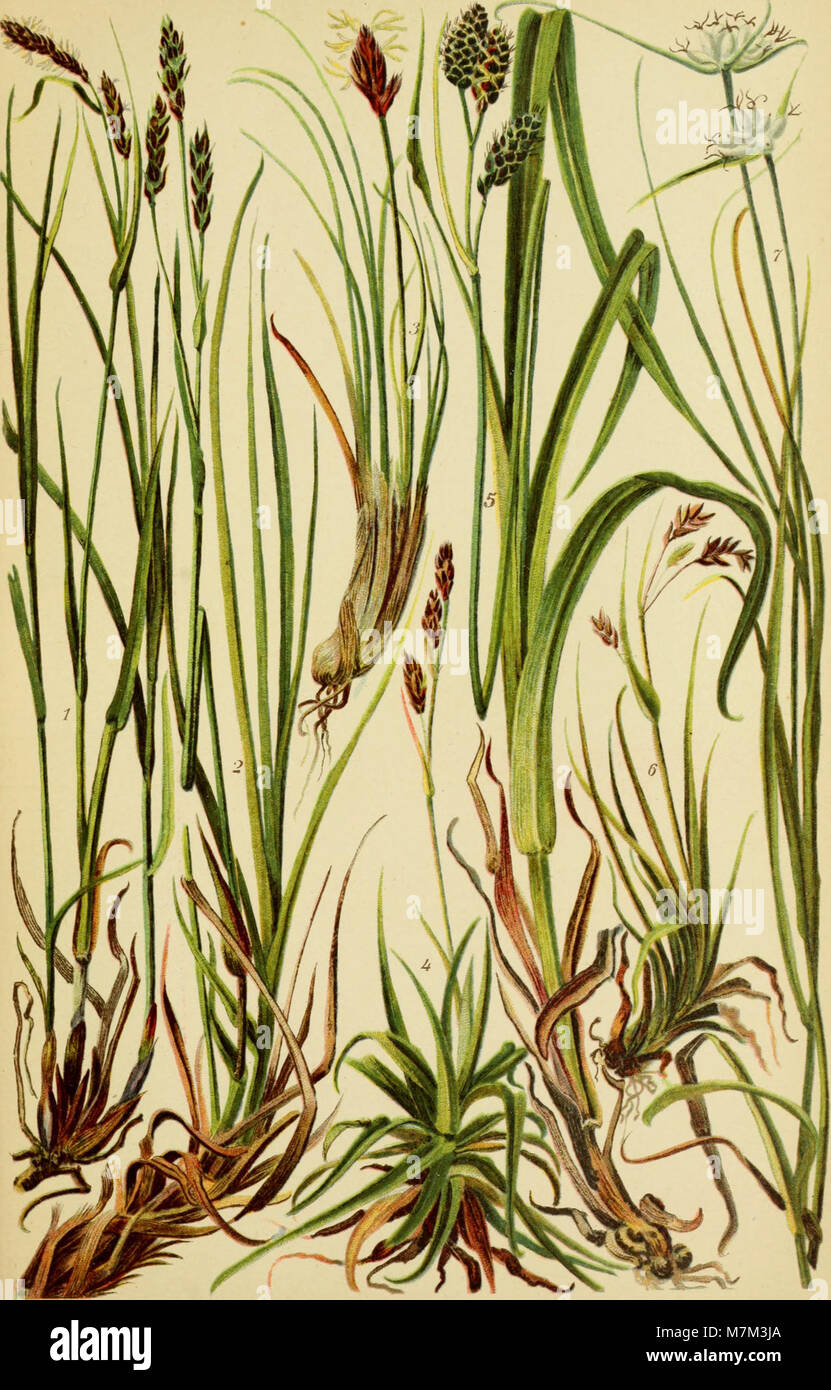 A 1922 work titled 'Alpenflora' documenting common Alpine plants in ...