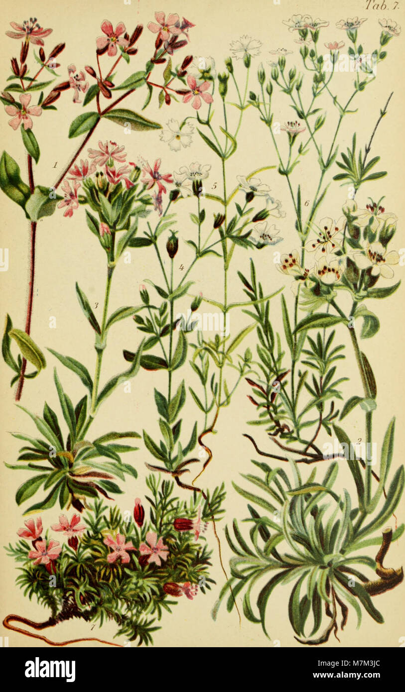 Alpenflora is a botanical book from 1922 documenting the most common ...