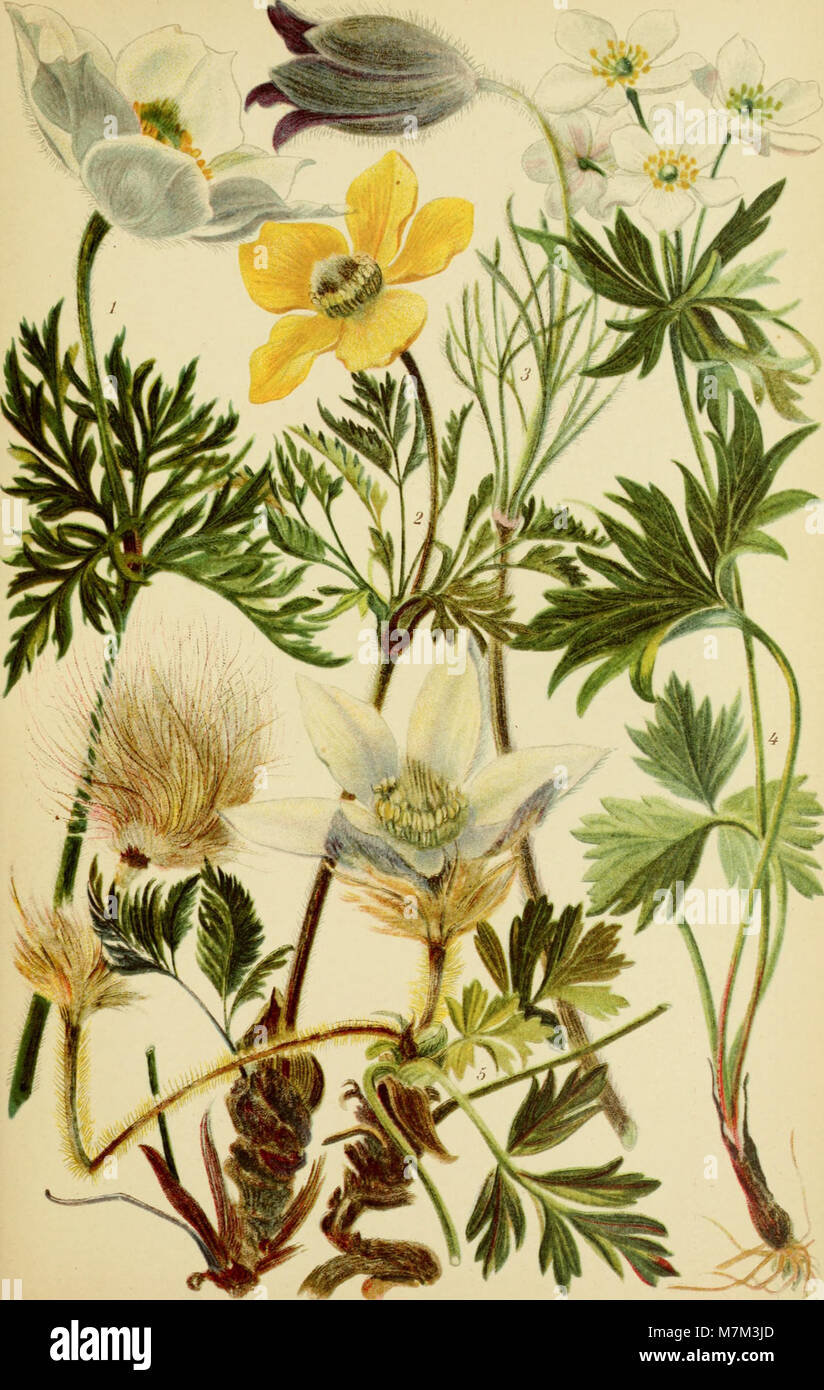 A botanical book published in 1922 titled 'Alpenflora,' documenting the ...