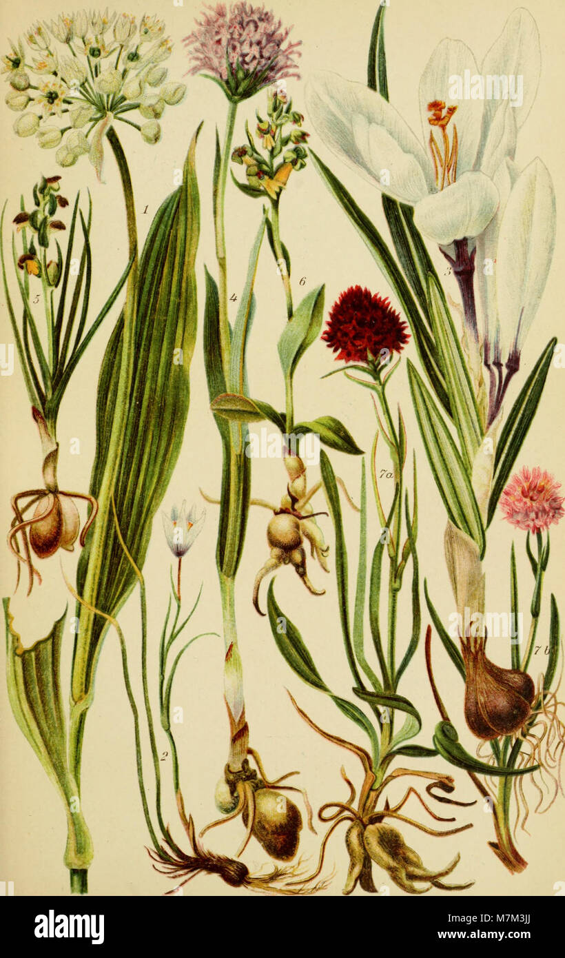 The 1922 publication Alpenflora presents detailed illustrations and ...