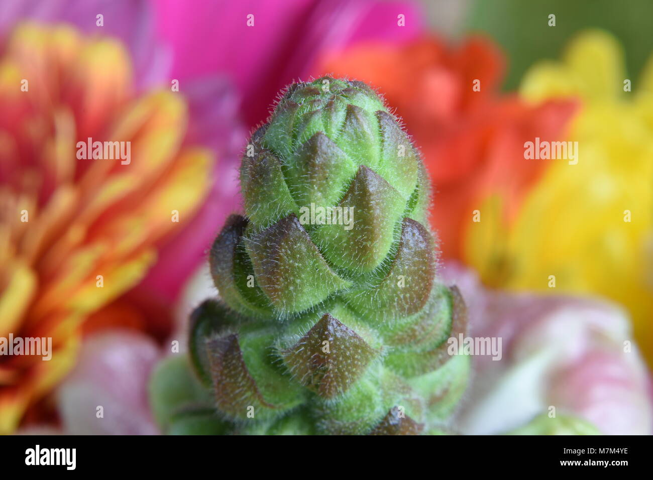 Closeup detail of buds within a bouquet of flowers taken at a shallow ...