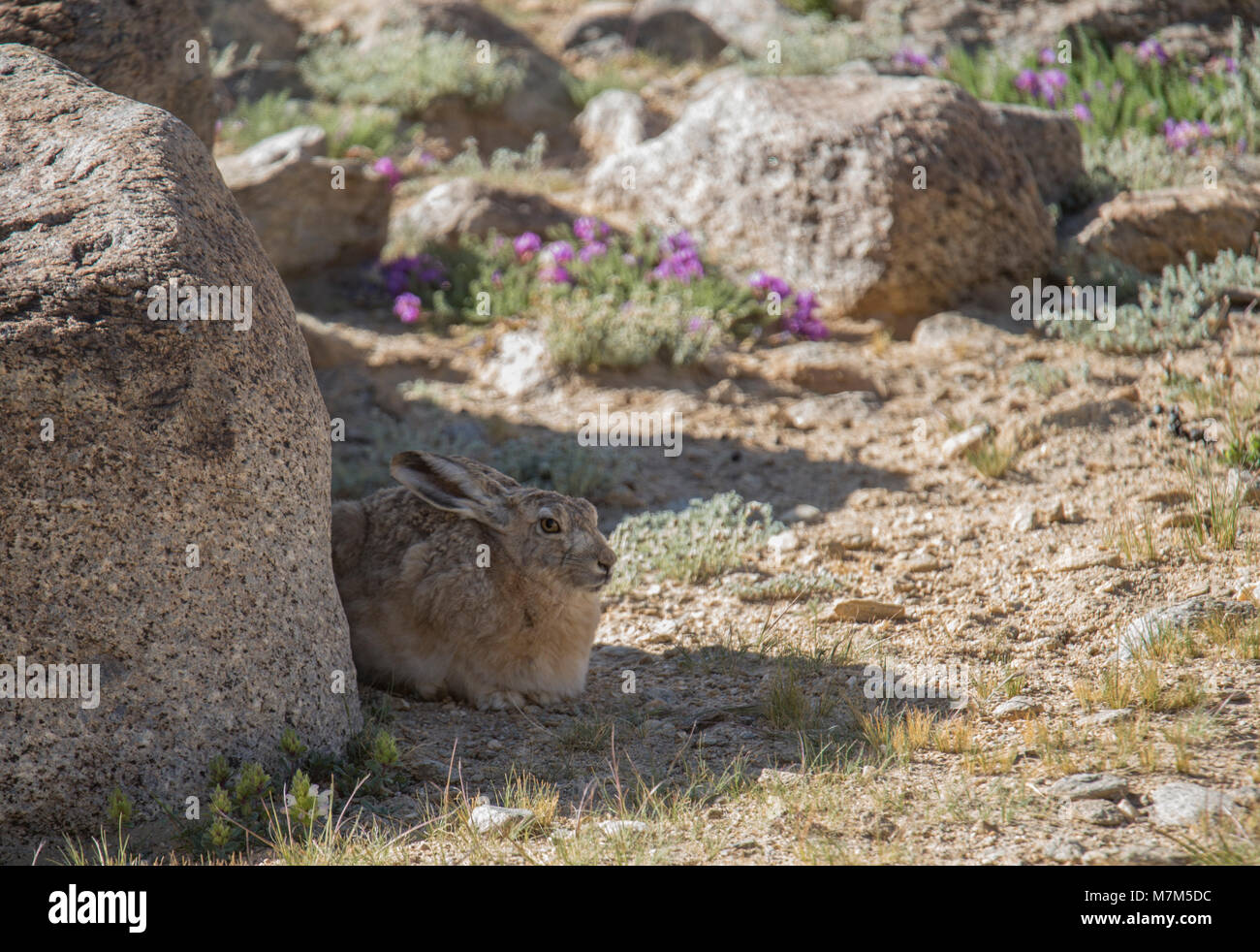 Lepus oiostolus or woolly Hare Stock Photo - Alamy