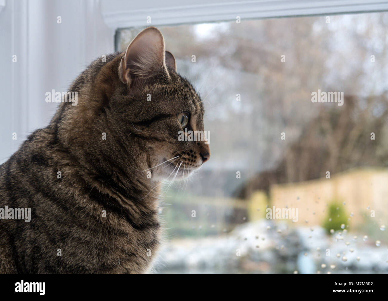 Cat and window and rain hi-res stock photography and images - Alamy