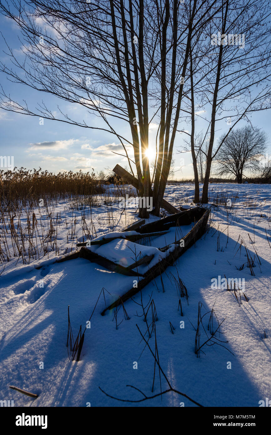 colorful winter sunset with light rays coming through the large tree ...