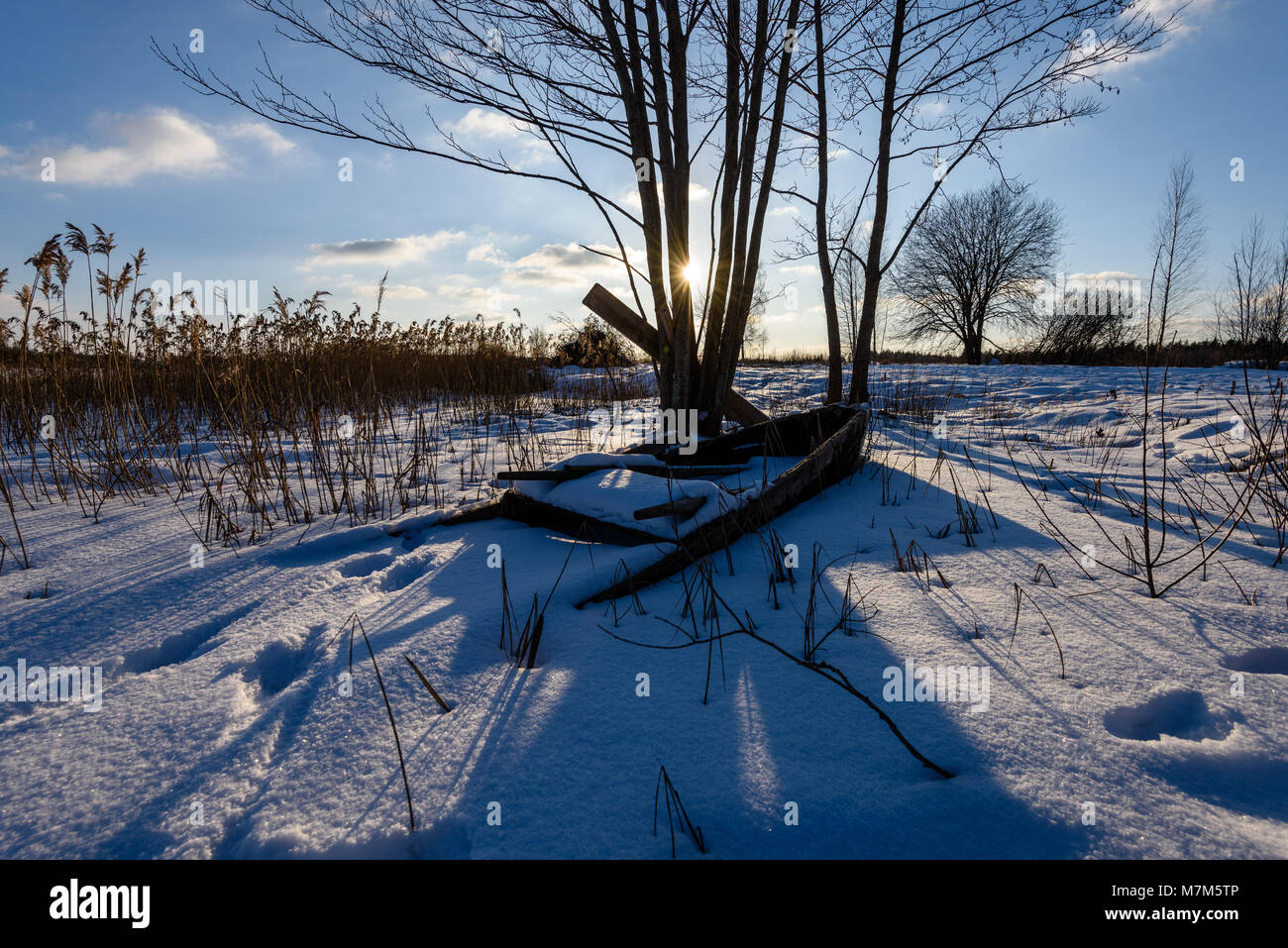 colorful winter sunset with light rays coming through the large tree ...